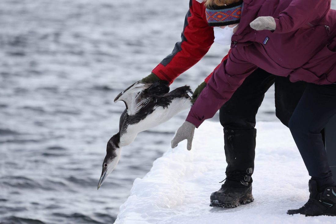 Ice anglers save three loons from Lake George | News, Sports, Jobs ...